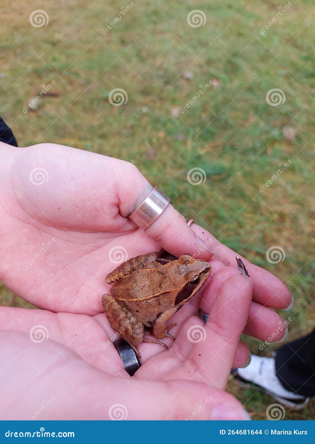 Frog in hand stock photo. Image of amphibian, seafood - 264681644
