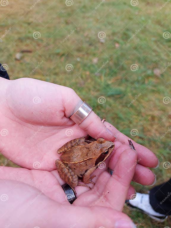 Frog in hand stock photo. Image of amphibian, seafood - 264681644