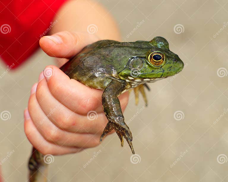 Frog in hand stock image. Image of fish, animal, amphibian - 37540605