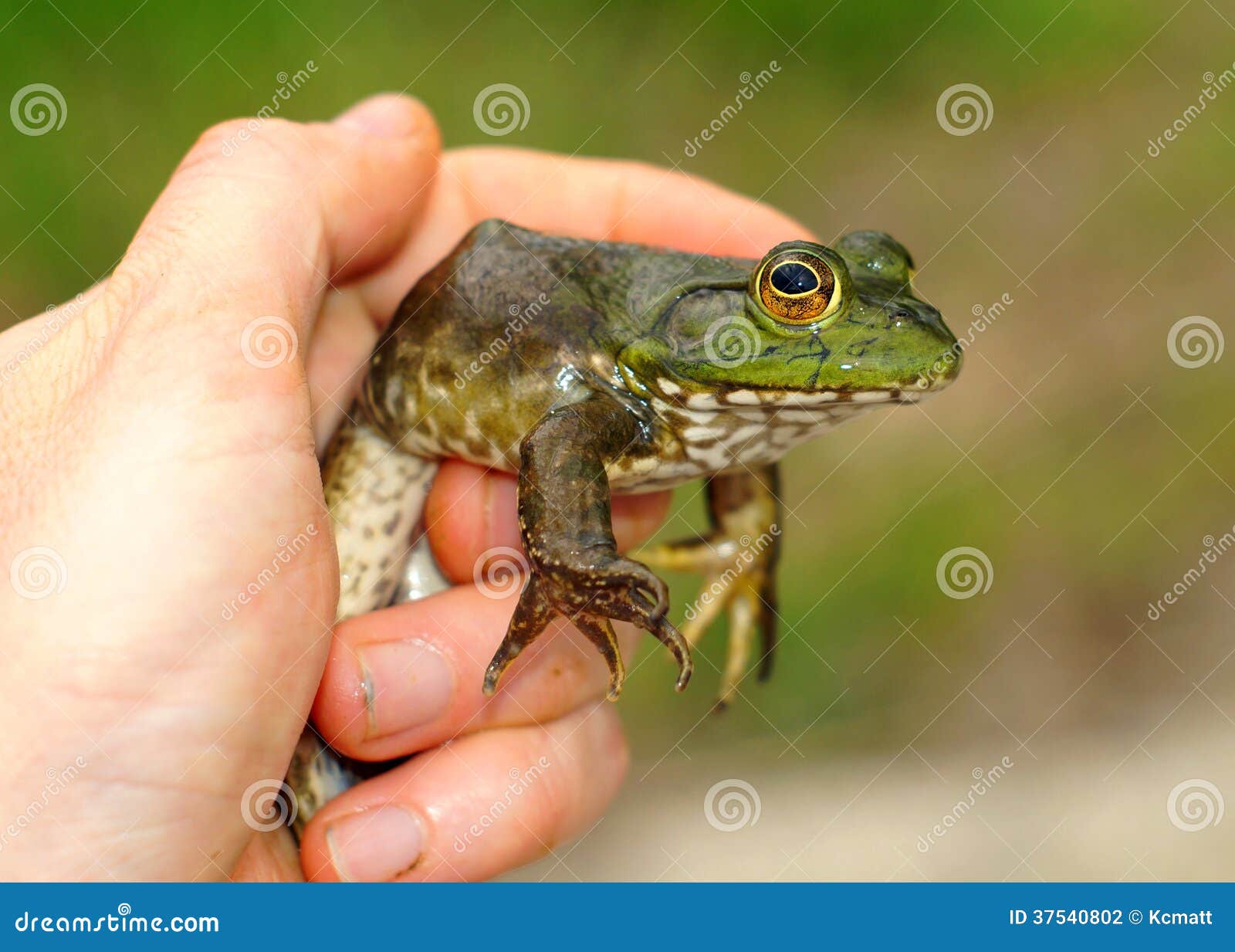 Frog in hand stock photo. Image of happy, feet, playing - 37540802