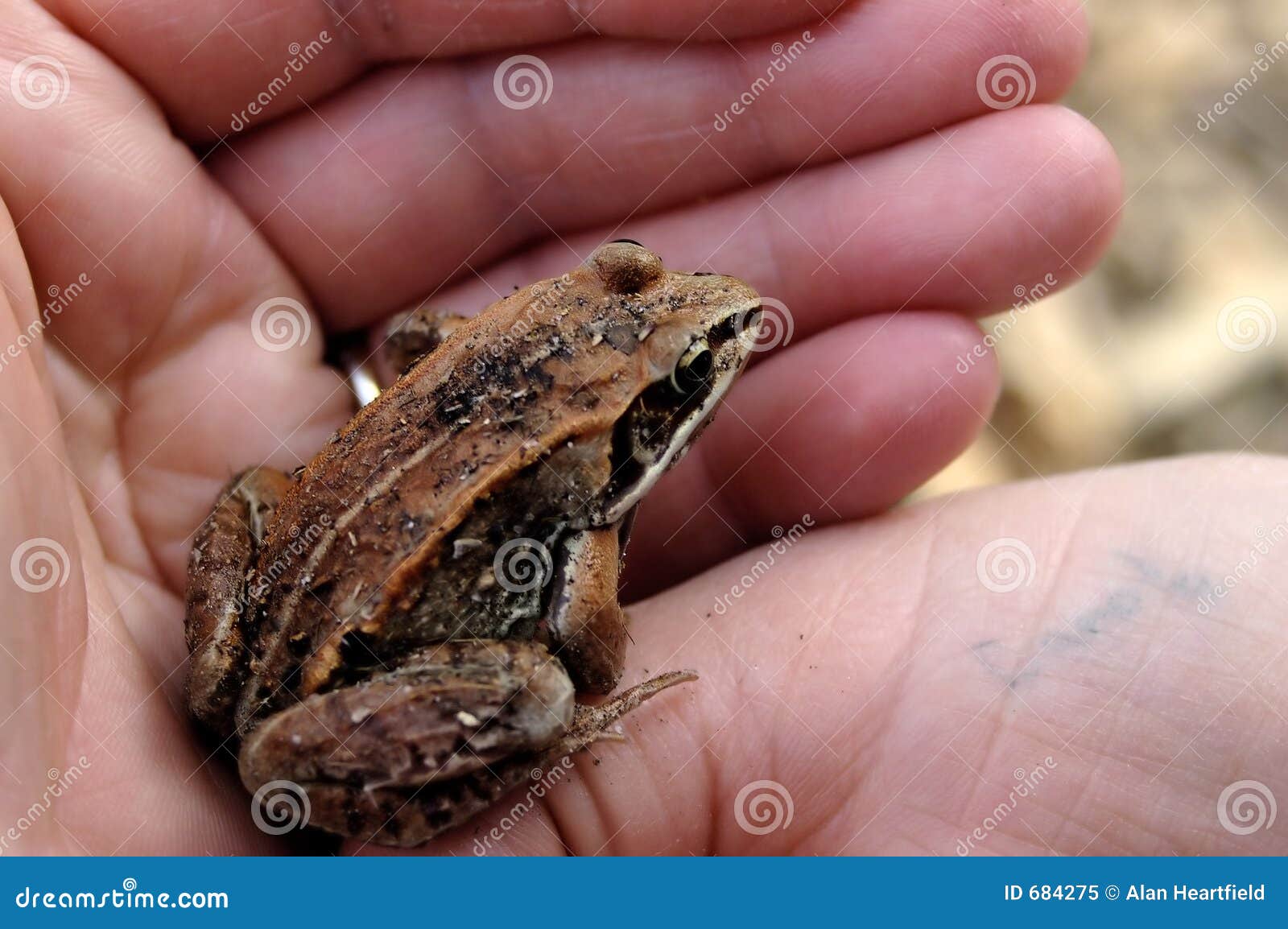 Frog In Hand Picture. Image: 684275