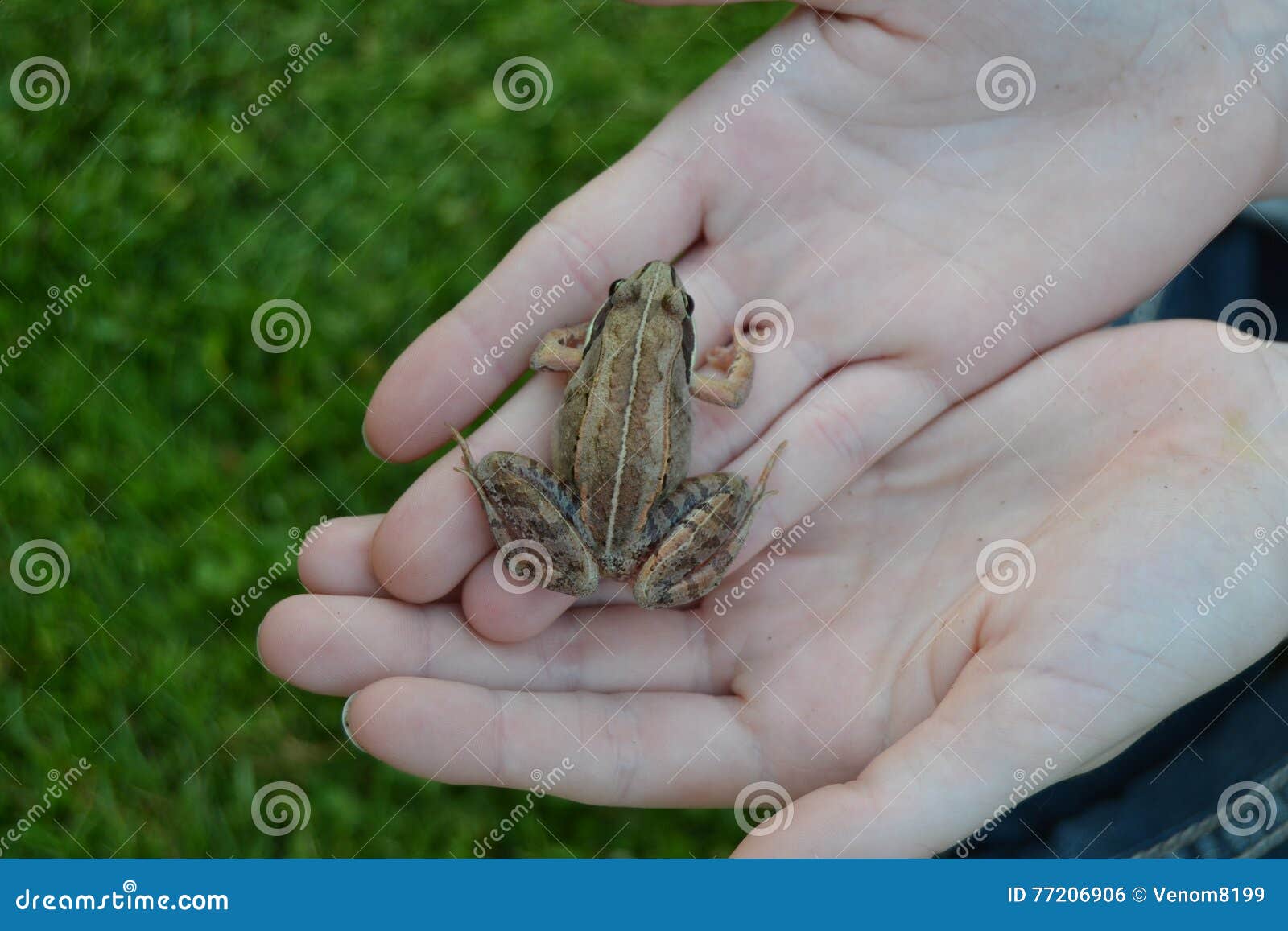 Frog stock photo. Image of ranidae, frog, toad, hand - 77206906