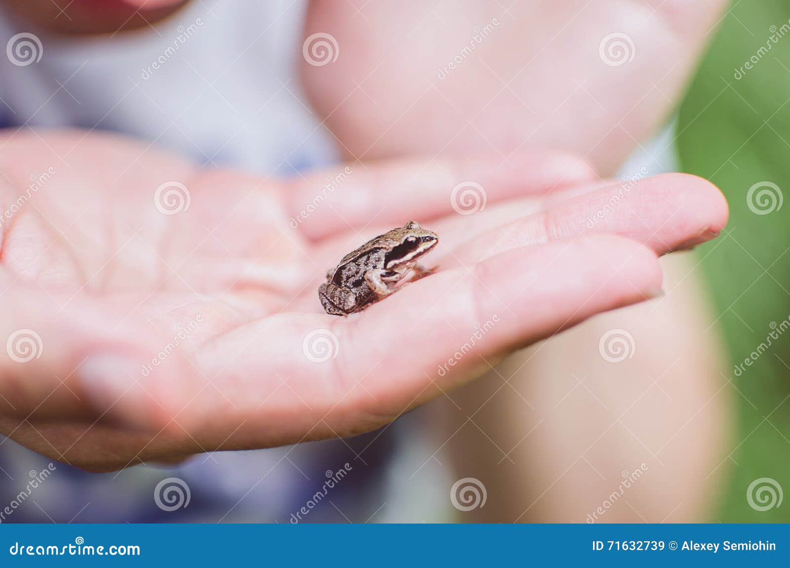 Frog in Hand, Animal and Man Stock Image - Image of jumping, nature ...