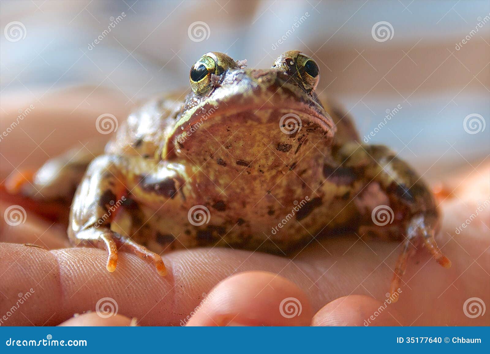 Frog on the hand stock photo. Image of outdoors, catching - 35177640