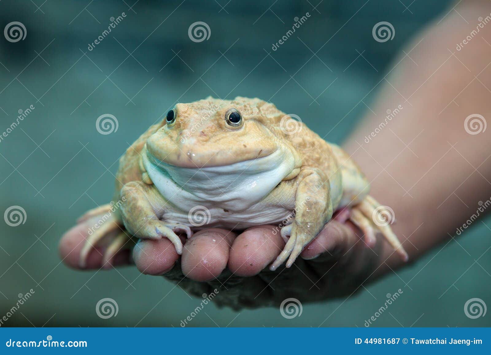 Frog in a Hand stock image. Image of group, eyes, hand - 44981687