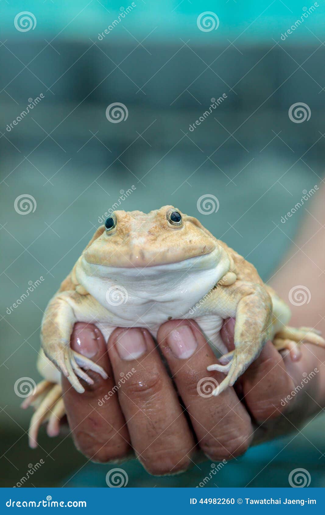 Frog in a Hand stock photo. Image of decoration, cute - 44982260