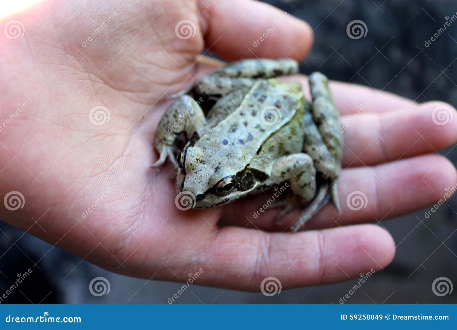 The frog and the hand stock image. Image of wildlife - 59250049