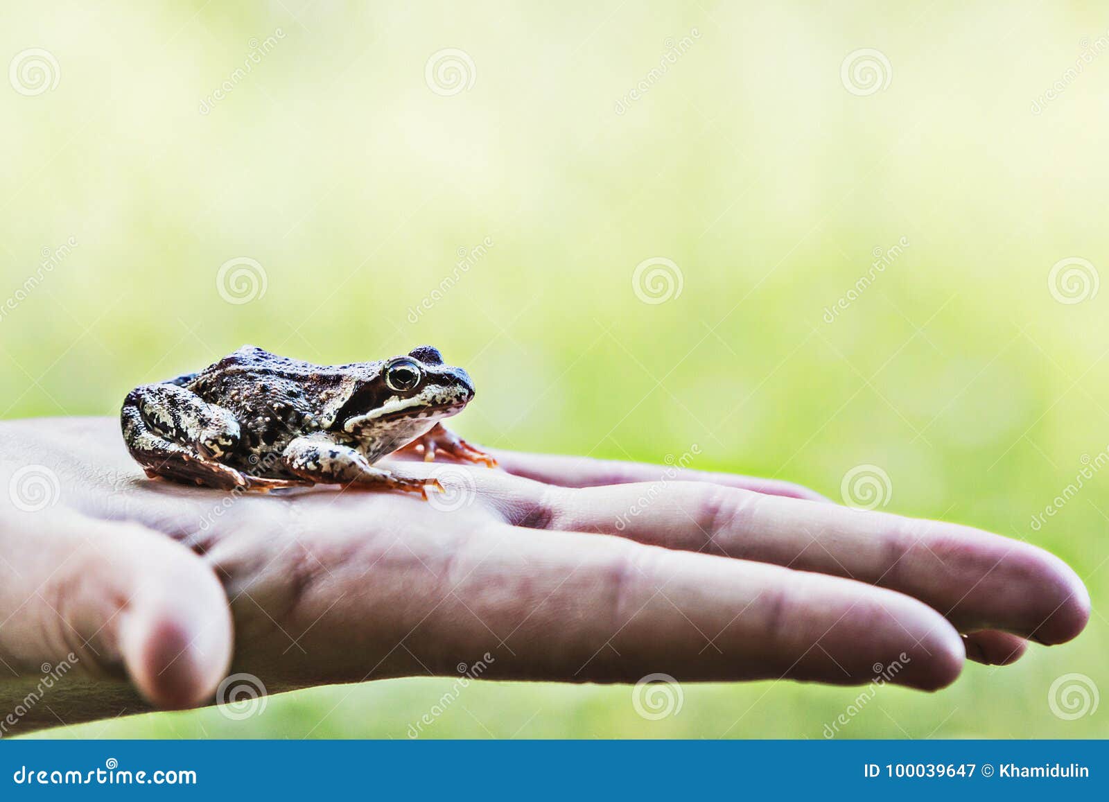 A Frog on the Hand of a Child. Stock Image - Image of green, curiosity ...