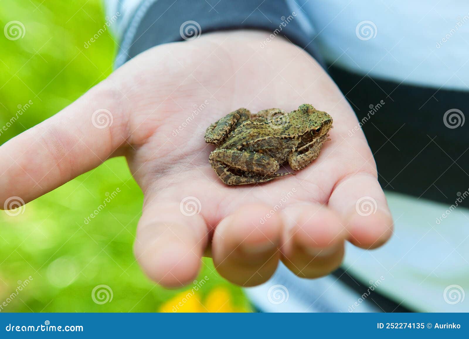 Frog on hand stock image. Image of grass, close, finger - 252274135