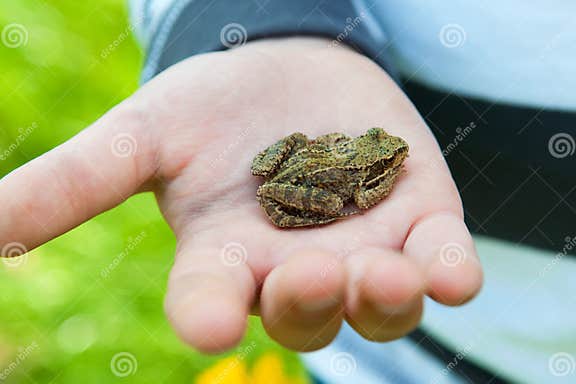 Frog on hand stock image. Image of grass, close, finger - 252274135