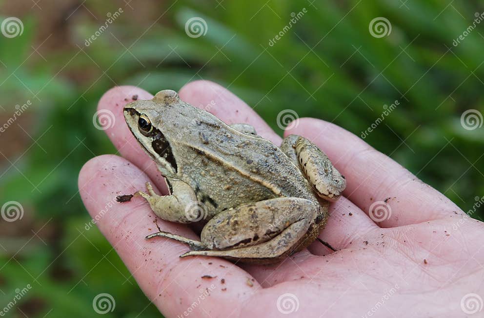 Frog on the hand stock image. Image of repriles, frog - 61951937
