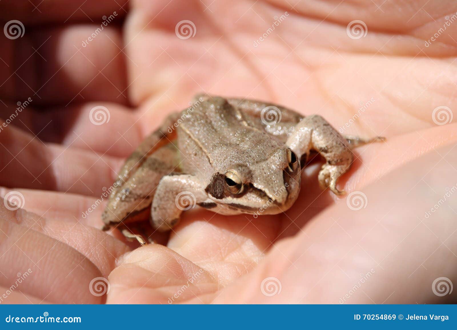 Frog on hand stock image. Image of environment, wildlife - 70254869