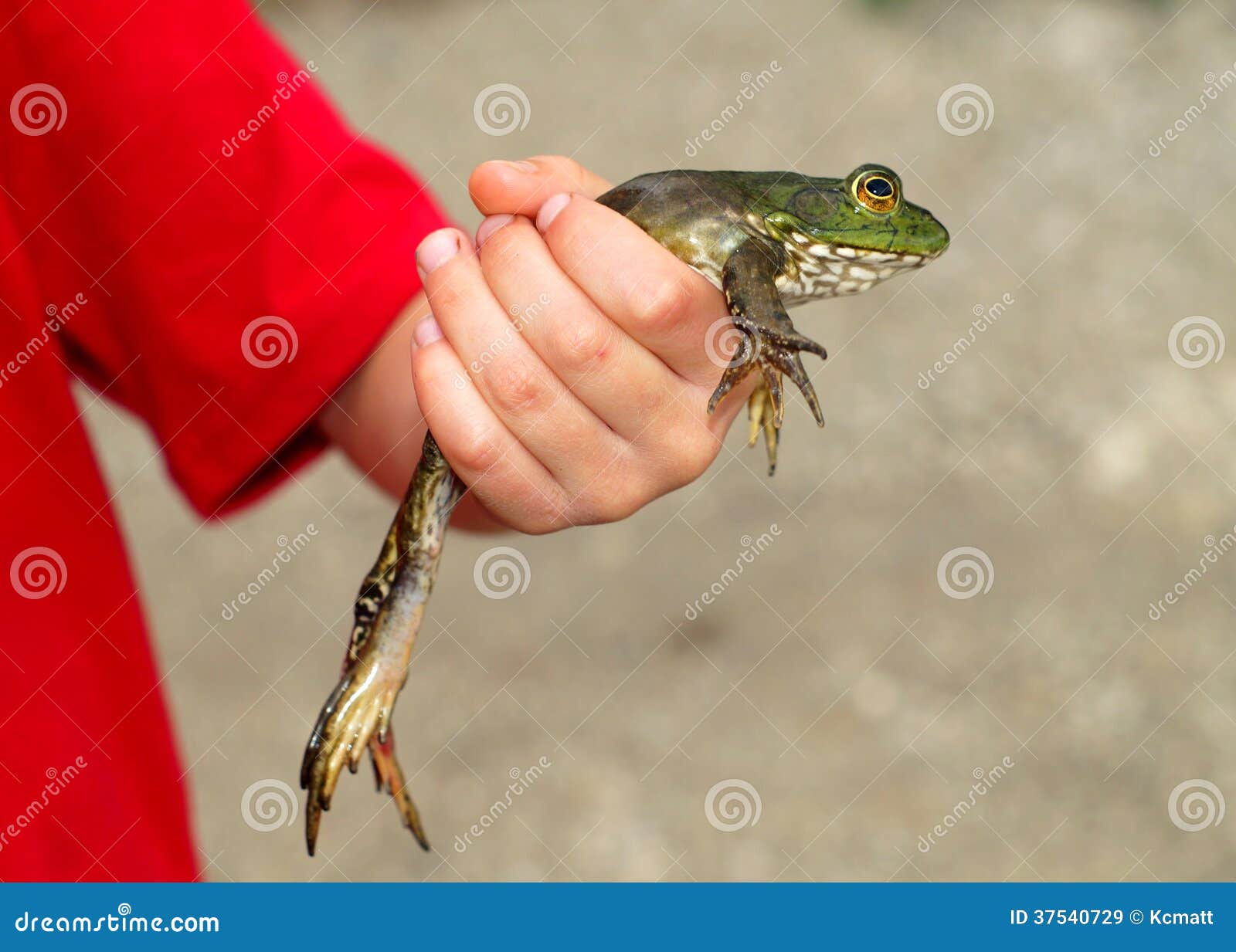 Frog in hand stock image. Image of fish, bullfrog, playing - 37540729