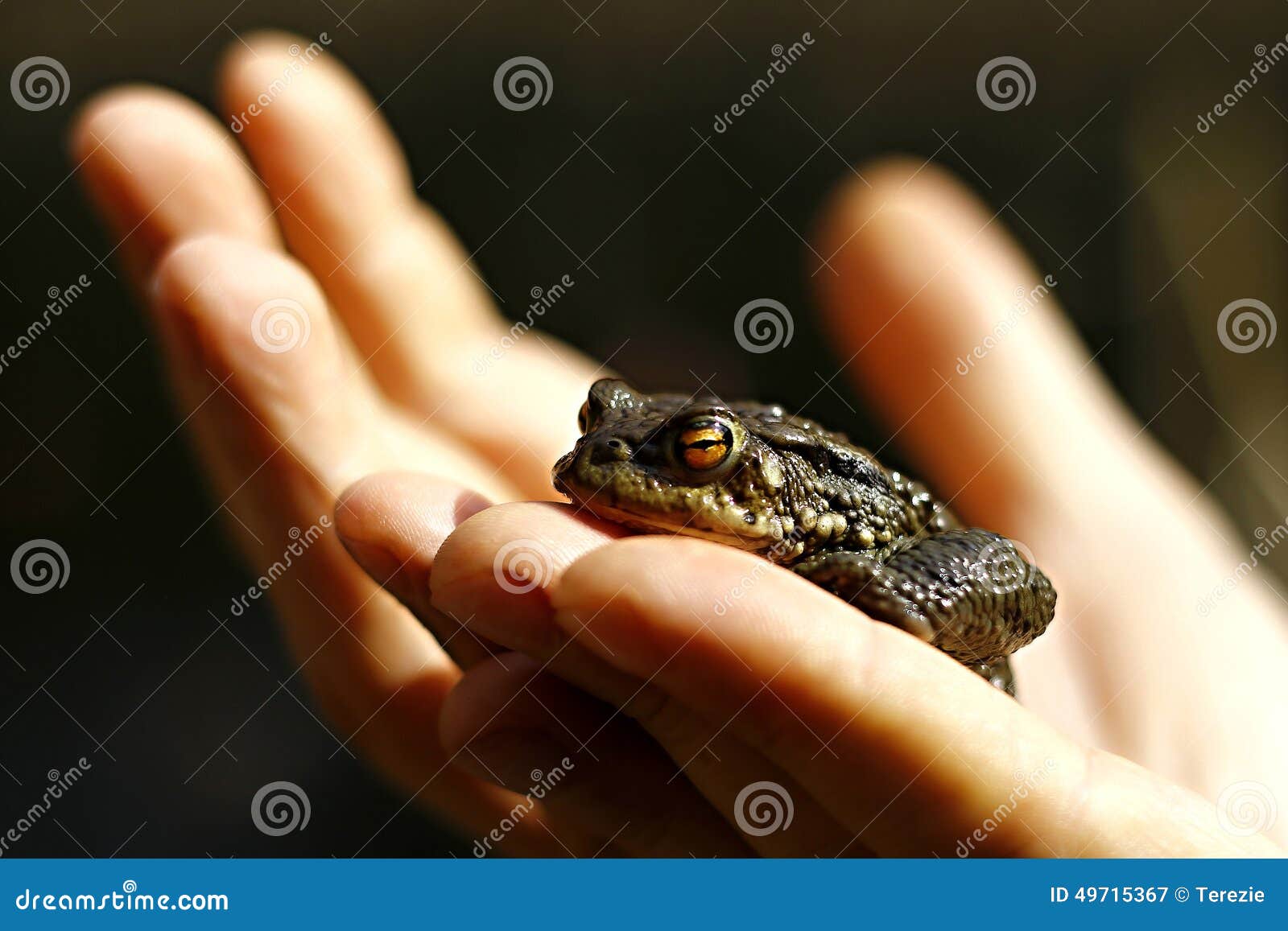 Frog in hand stock image. Image of species, little, reptile - 49715367