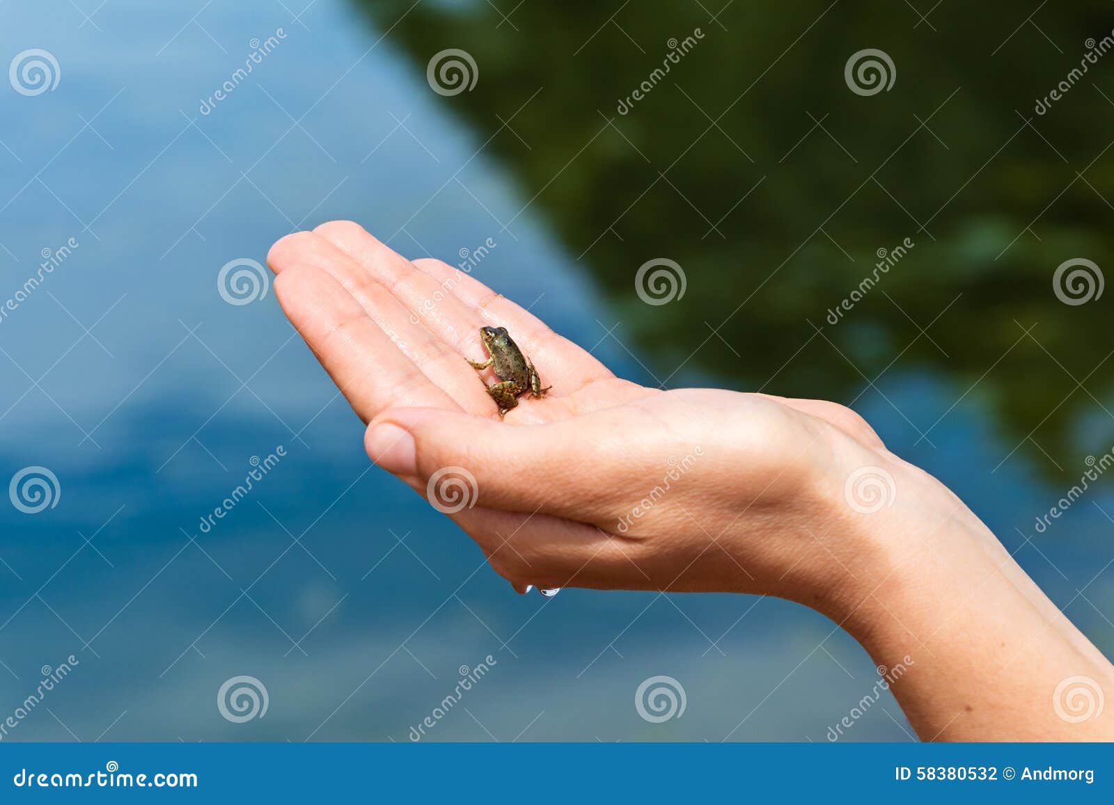 Frog in the hand stock photo. Image of prince, holding - 58380532