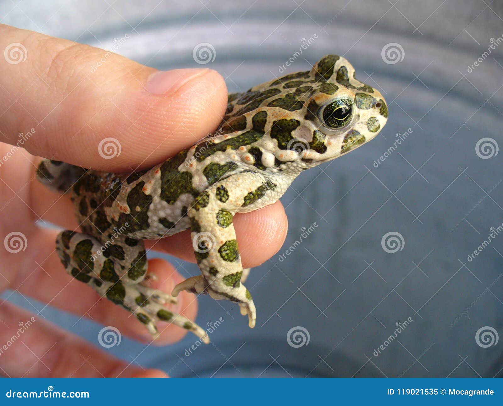 Frog in hand stock image. Image of nature, spots, tropical - 119021535