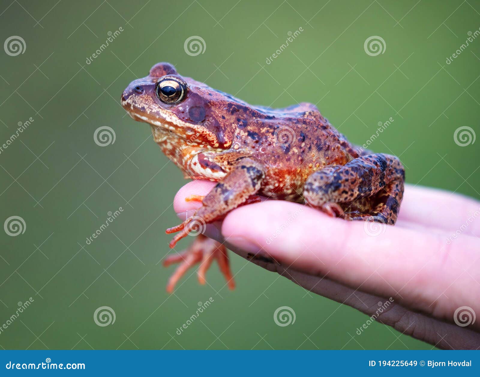 Frog on hand stock image. Image of slimy, nature, close - 194225649