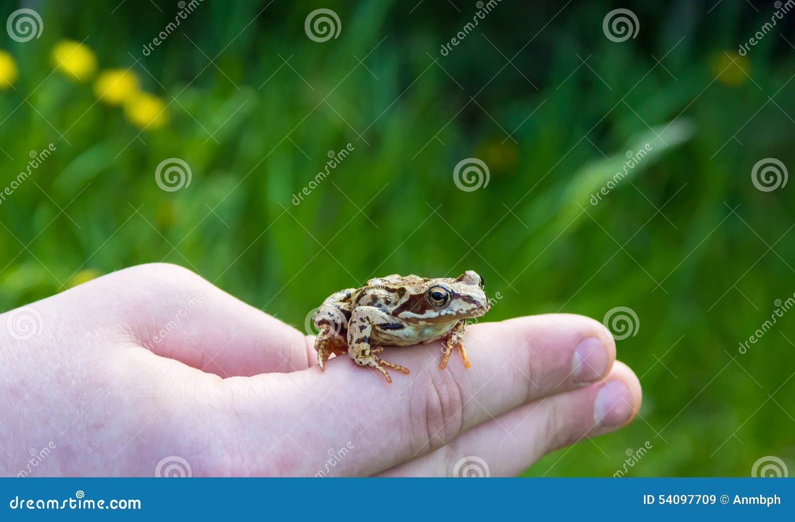 Frog on hand stock image. Image of trip, fauna, journey - 54097709
