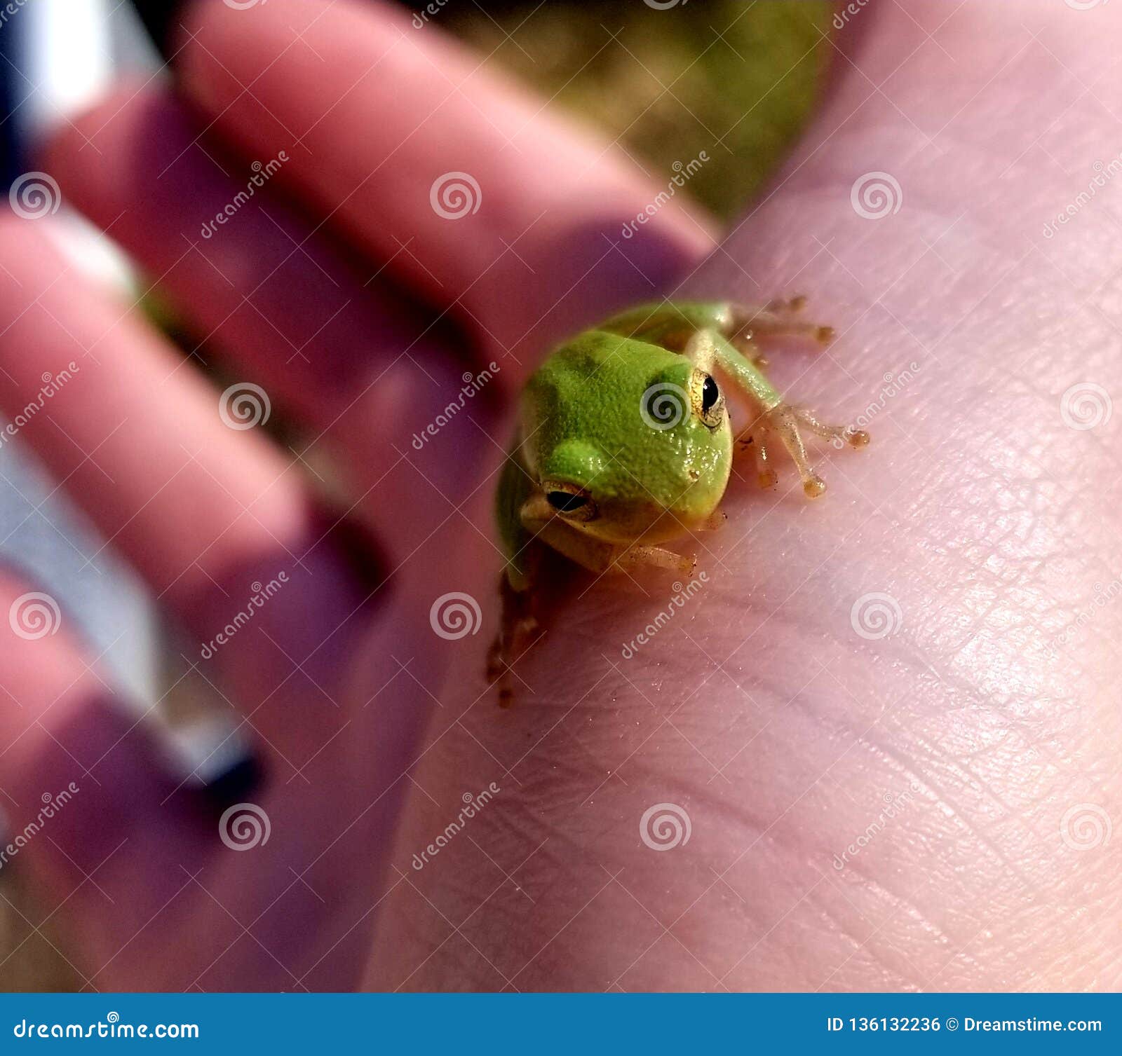 Frog on Hand stock photo. Image of tiny, hanging, hand - 136132236