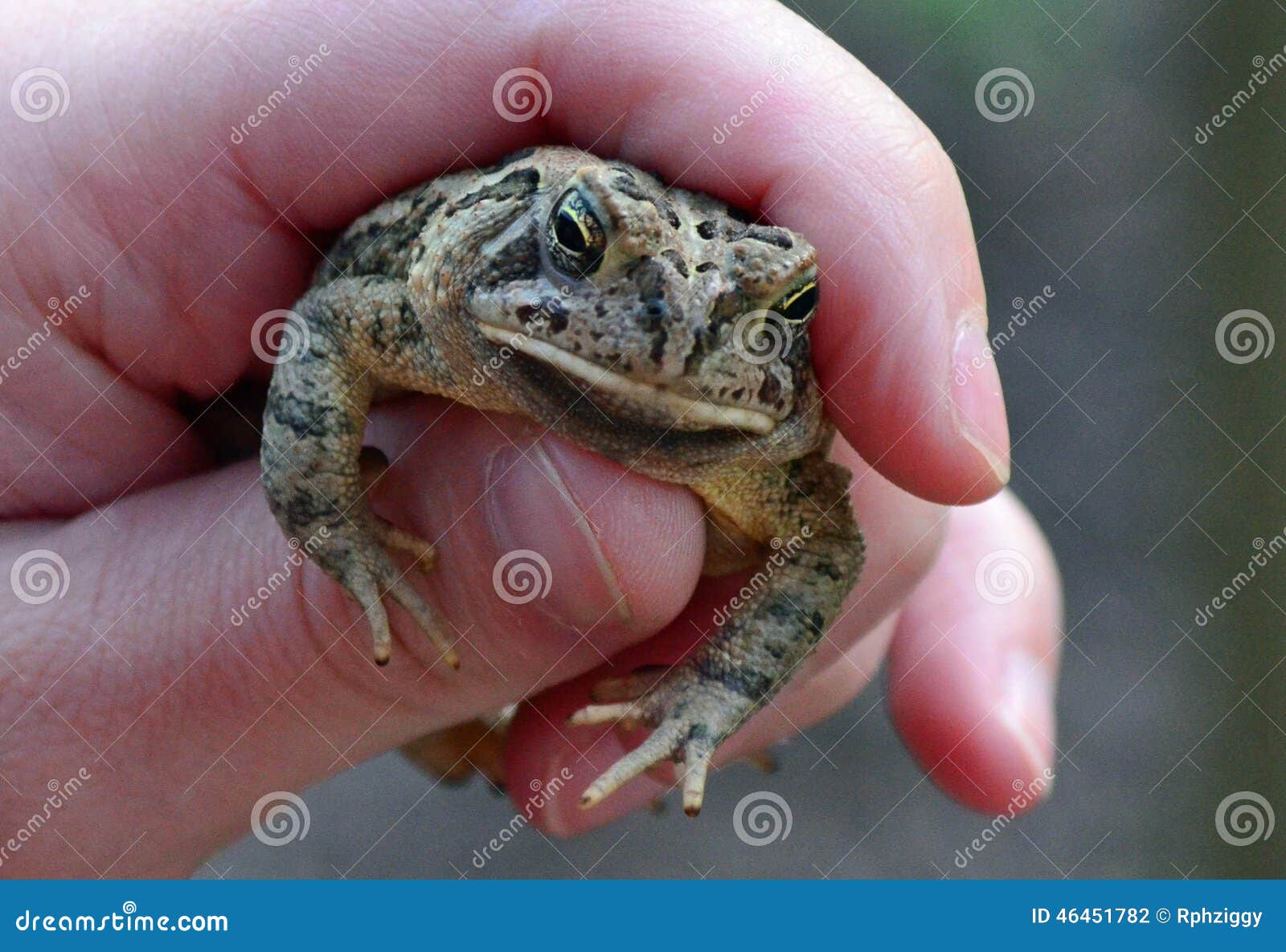 Frog in hand stock photo. Image of young, hand, calm - 46451782