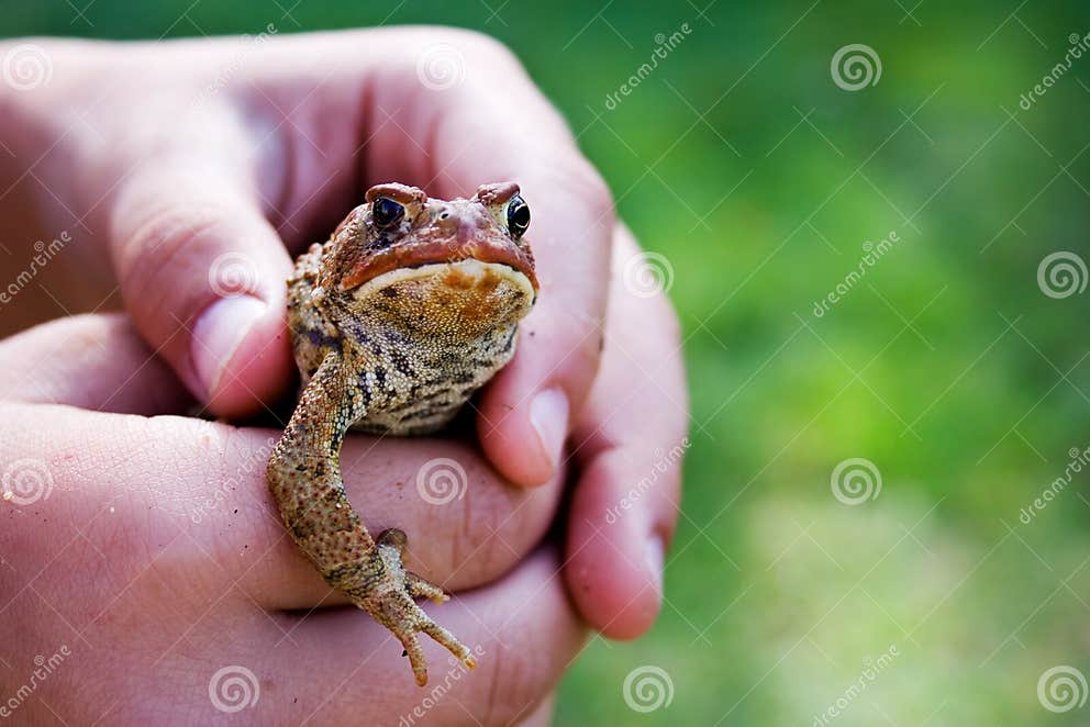 Frog in hands stock image. Image of hold, fairy, frog, tale - 256617