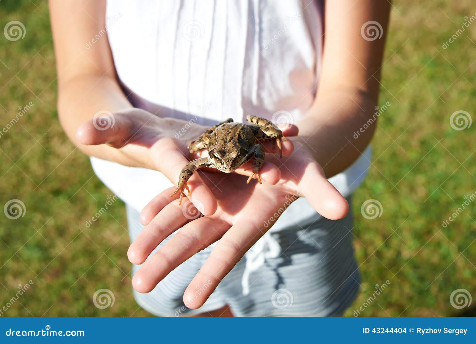 Frog in the hands stock photo. Image of ecologist, palm - 43244404