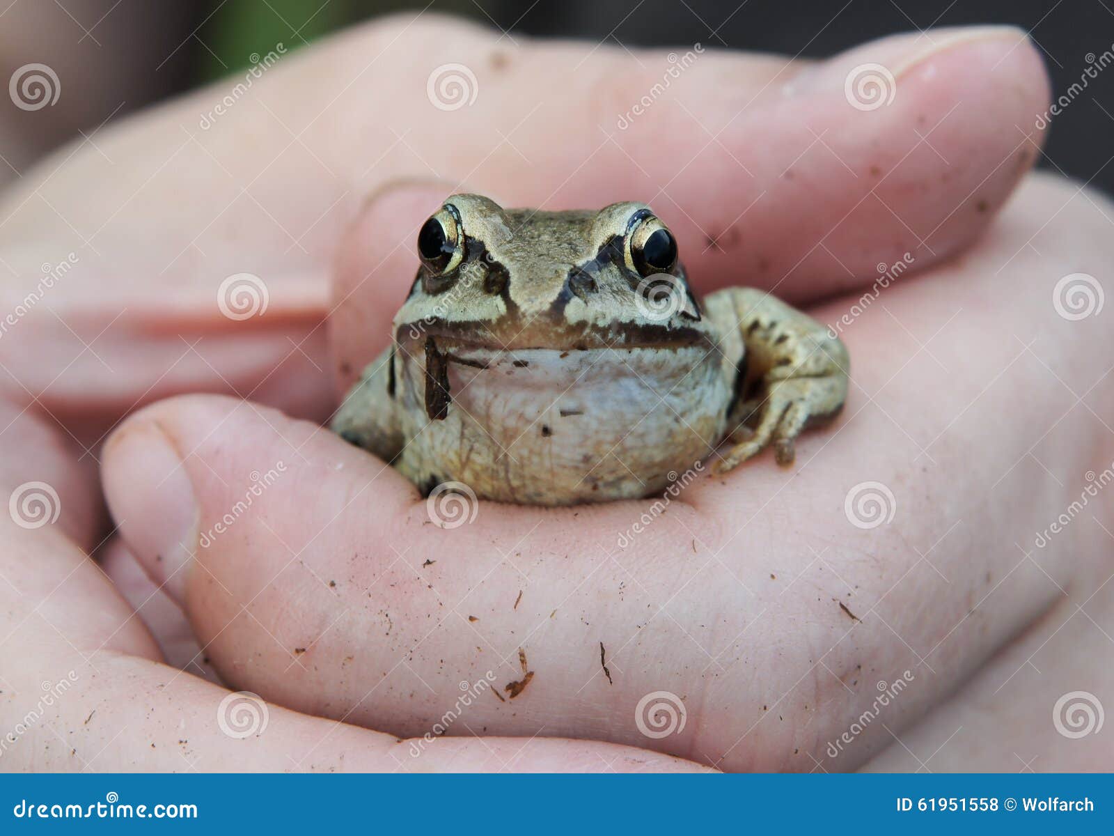 The frog in the hands stock photo. Image of hands, summer - 61951558