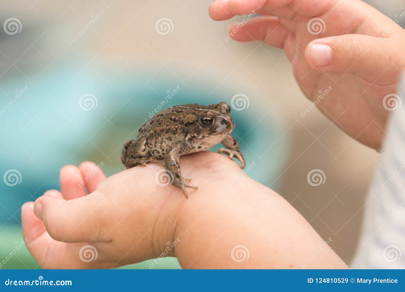 Frog or Toad in the Hands of a Young Child Stock Image - Image of child ...