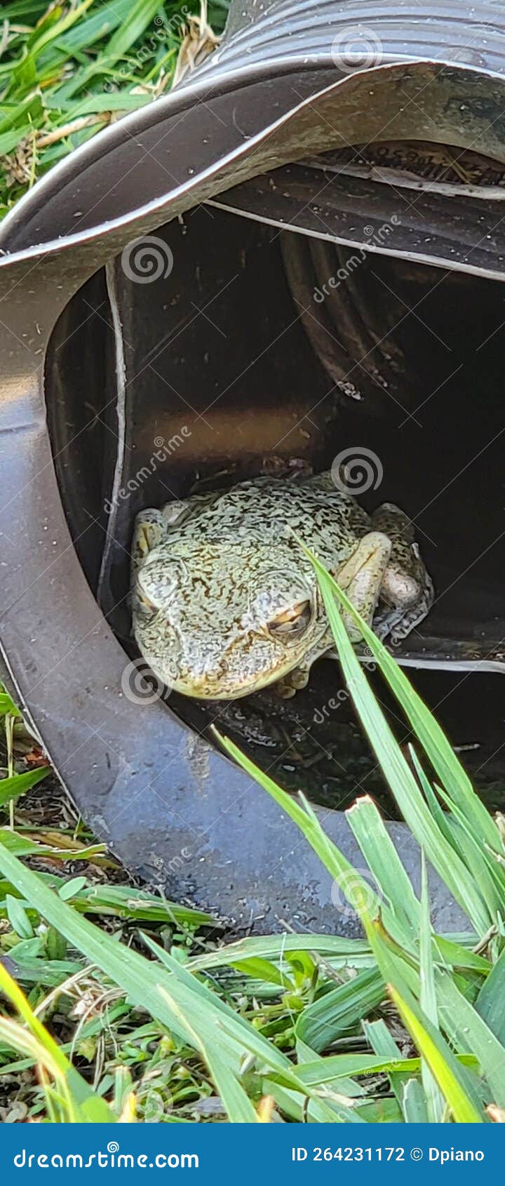 Frog Hanging Out in Florida Stock Photo - Image of food, produce: 264231172