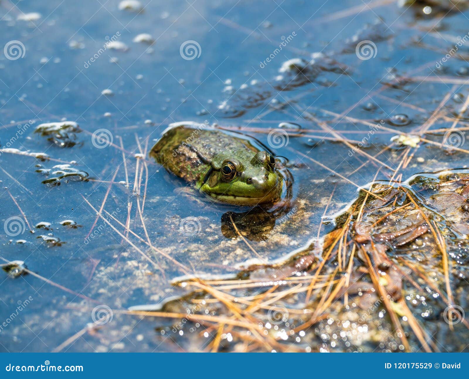 A Frog Hanging Out in the Water. Stock Image - Image of rock, cute ...