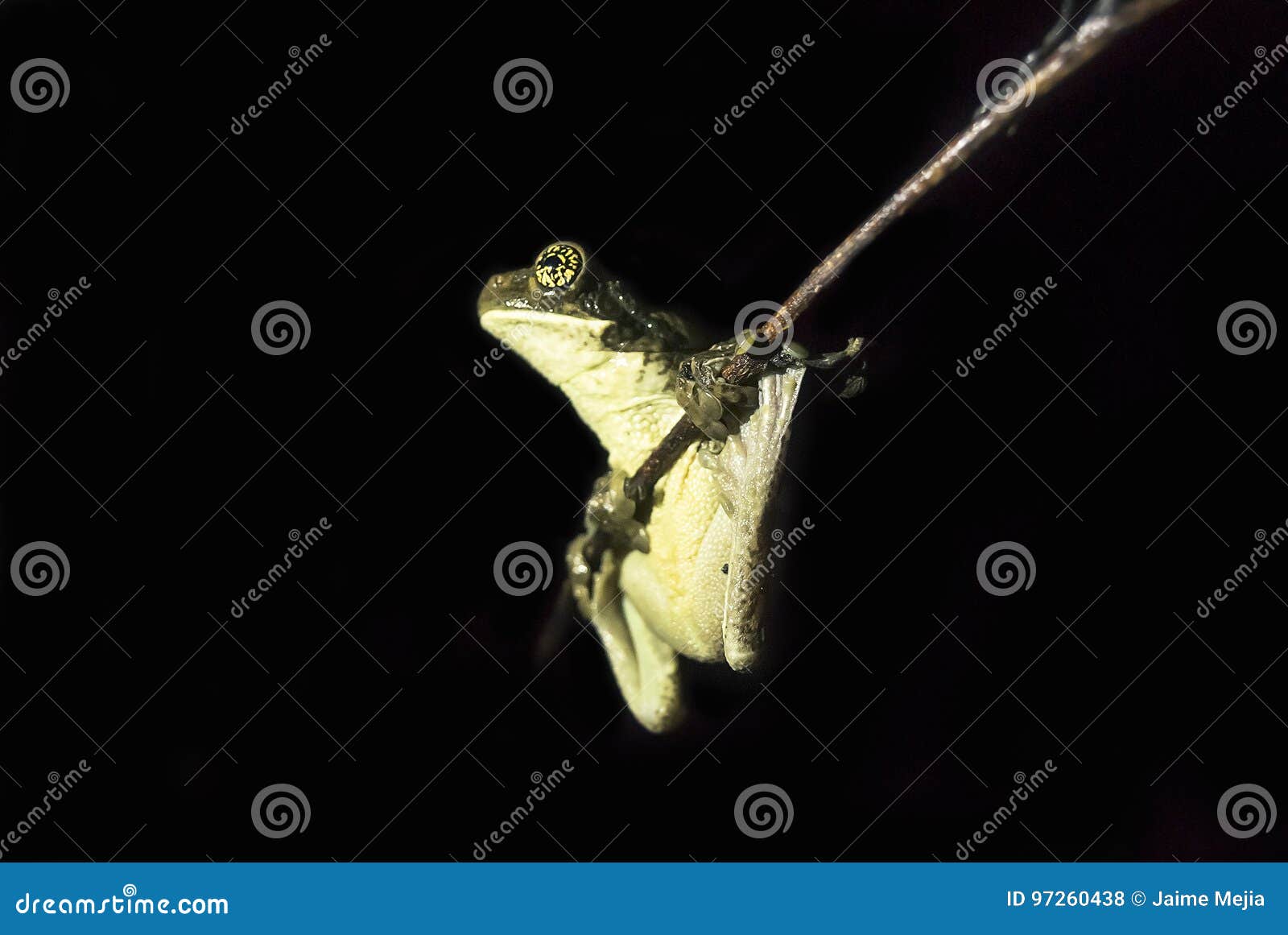 Frog Hanging of a Tiny Branch in the Night Stock Photo - Image of ...