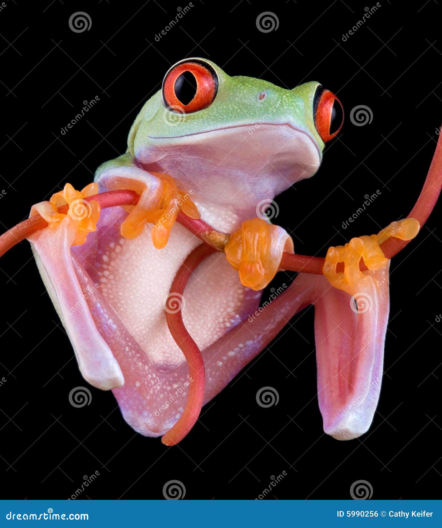 579 Frog Hanging Photos - Free & Royalty-Free Stock Photos from Dreamstime