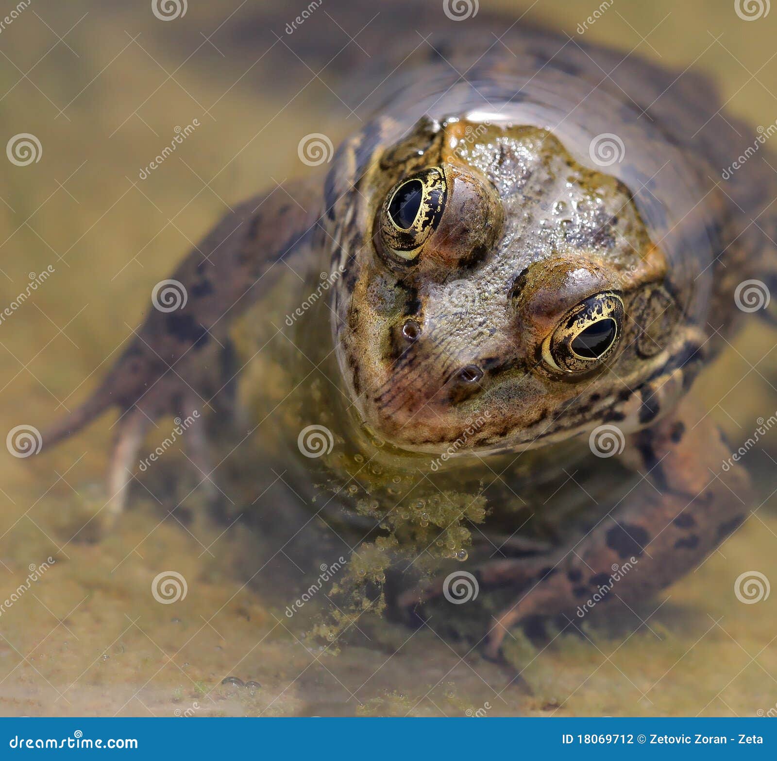 Frog head stock photo. Image of color, reptile, animal - 18069712
