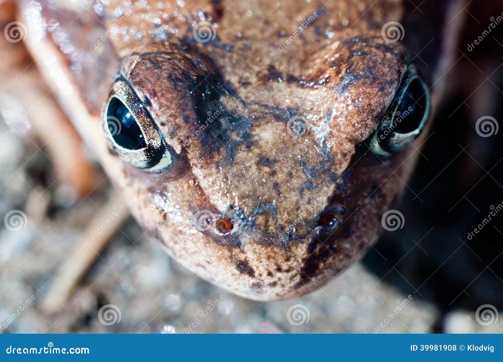 Frog head macro stock photo. Image of closeup, head, amphibian - 39981908