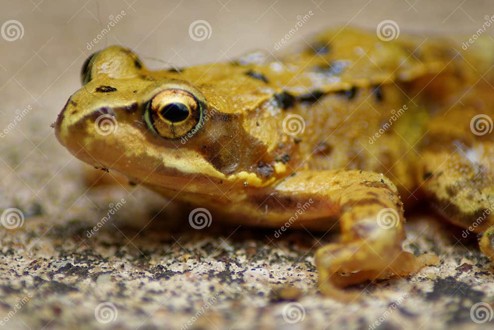 Frog headshot stock photo. Image of head, creepy, toad - 91551240