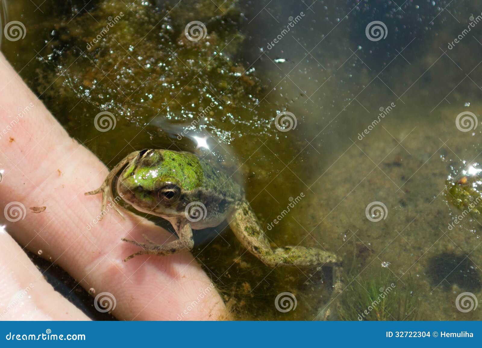 Frog on her finger stock photo. Image of spawn, toad - 32722304