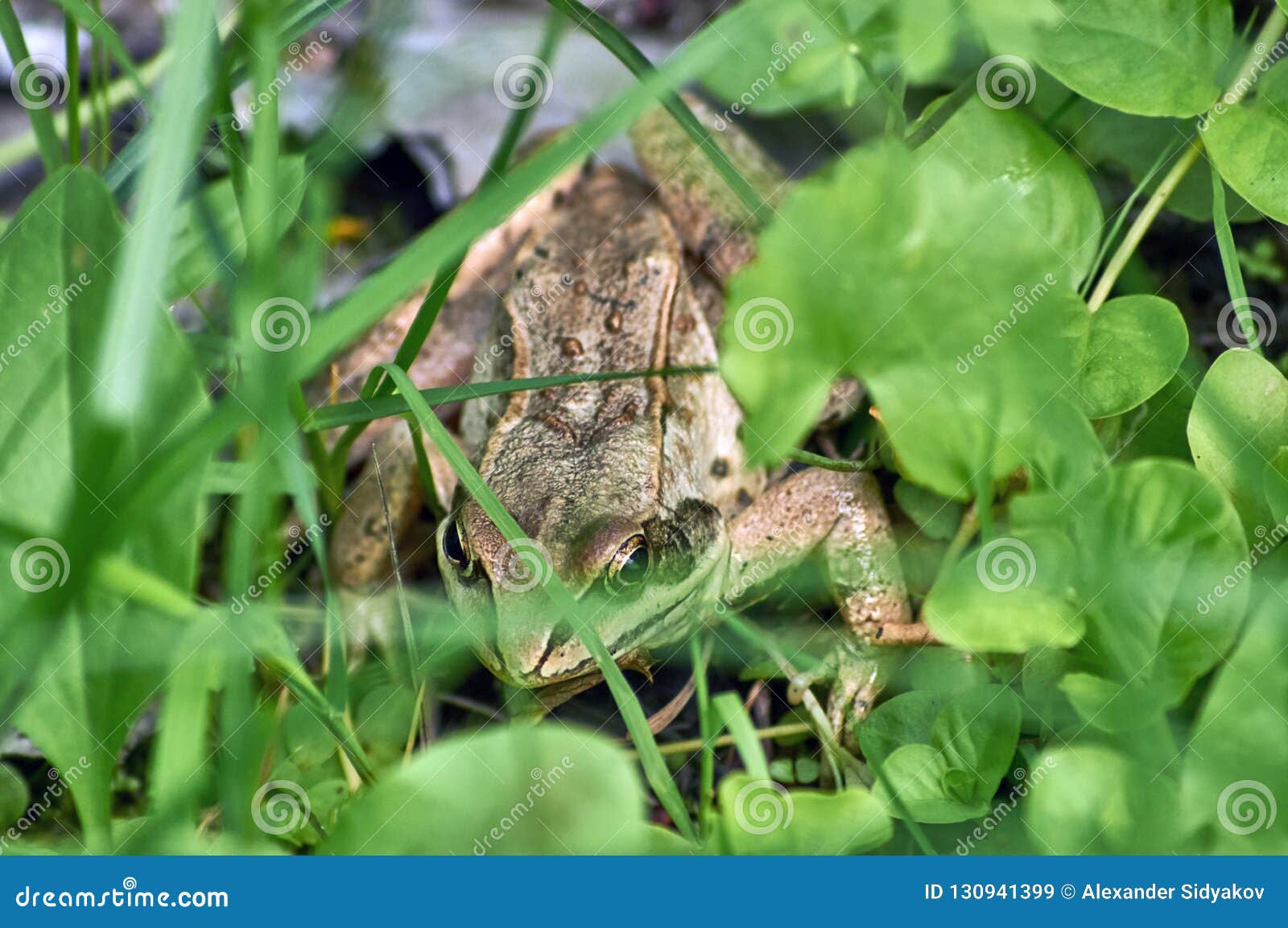 The frog hid in the grass. stock image. Image of living - 130941399