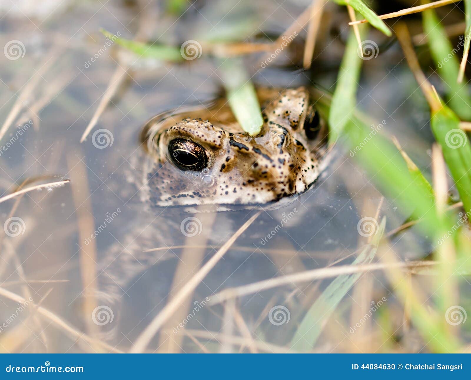 Frog Hide in water stock photo. Image of rainforest, tropical - 44084630