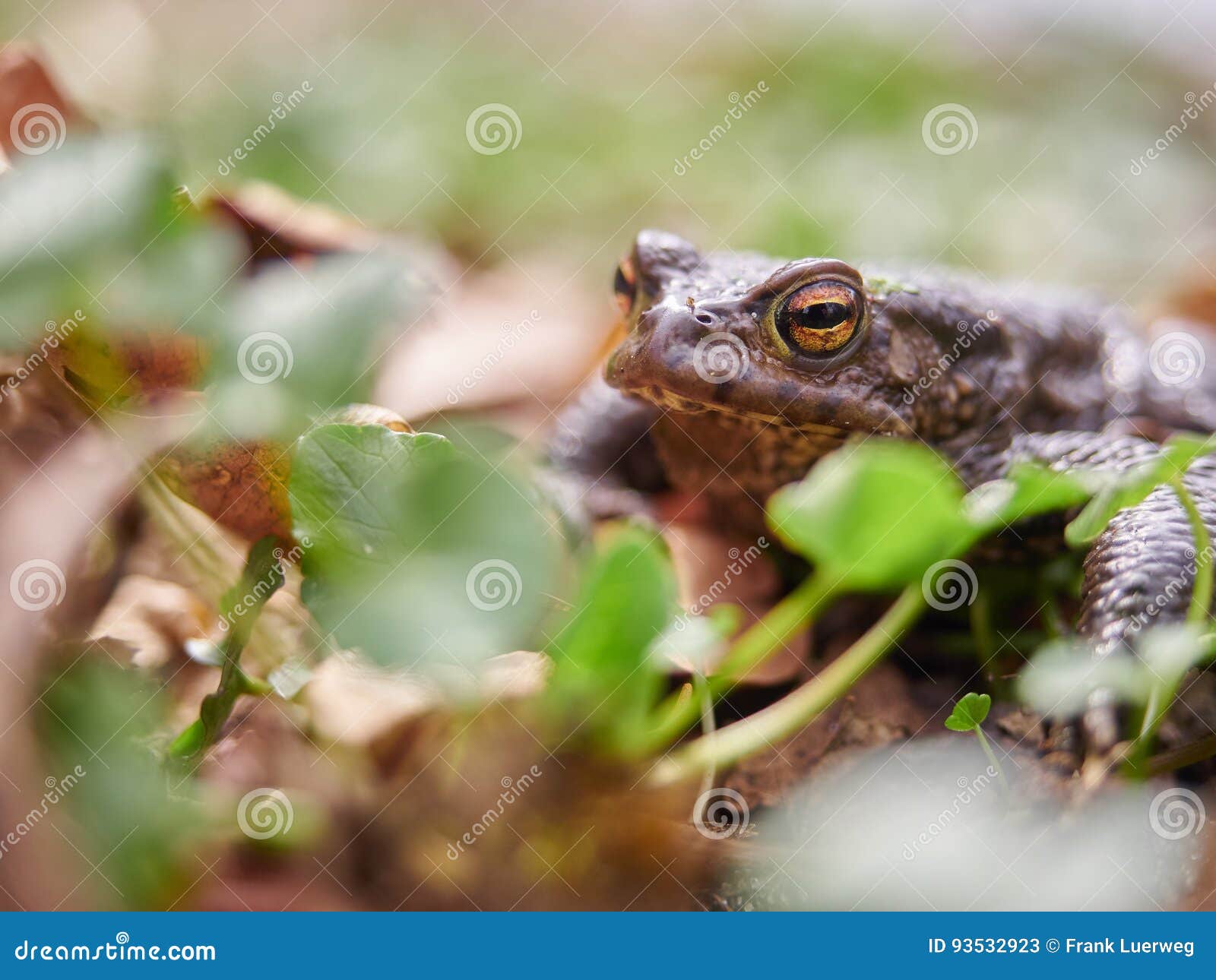 Frog hiding in the leaves stock image. Image of amphibians - 93532923