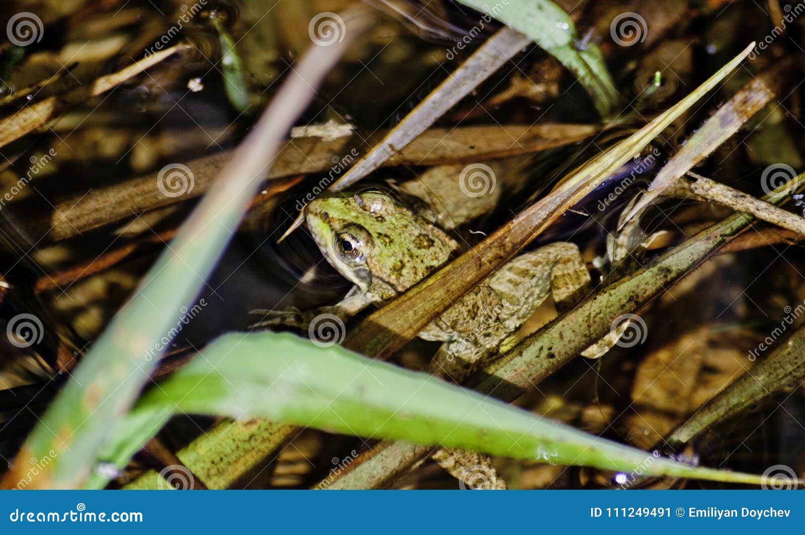 Green frog stock image. Image of frog, scared, green - 111249491