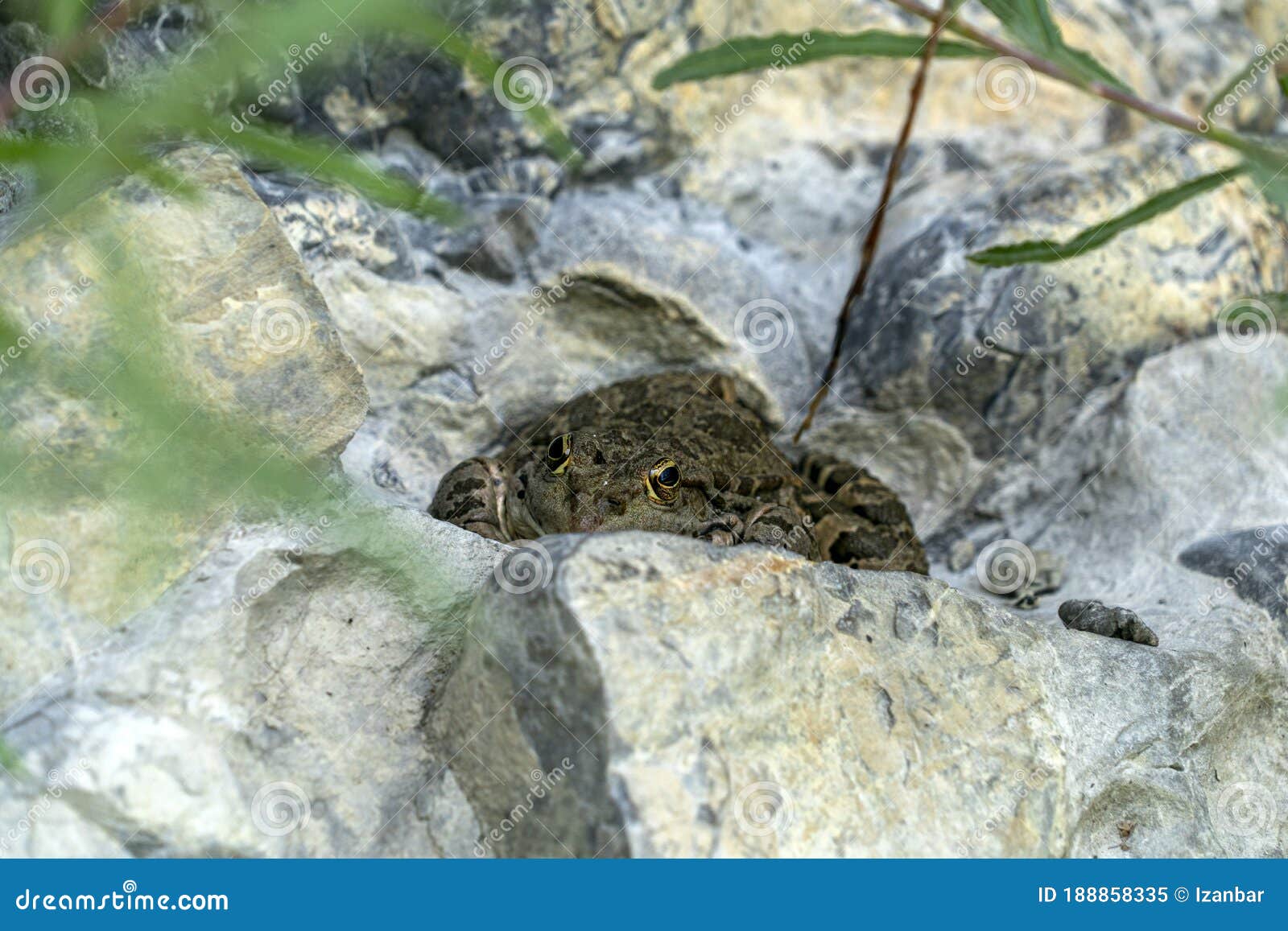 Frog Hiding in a Swamp Rock Stock Image - Image of metamorphosis, water ...