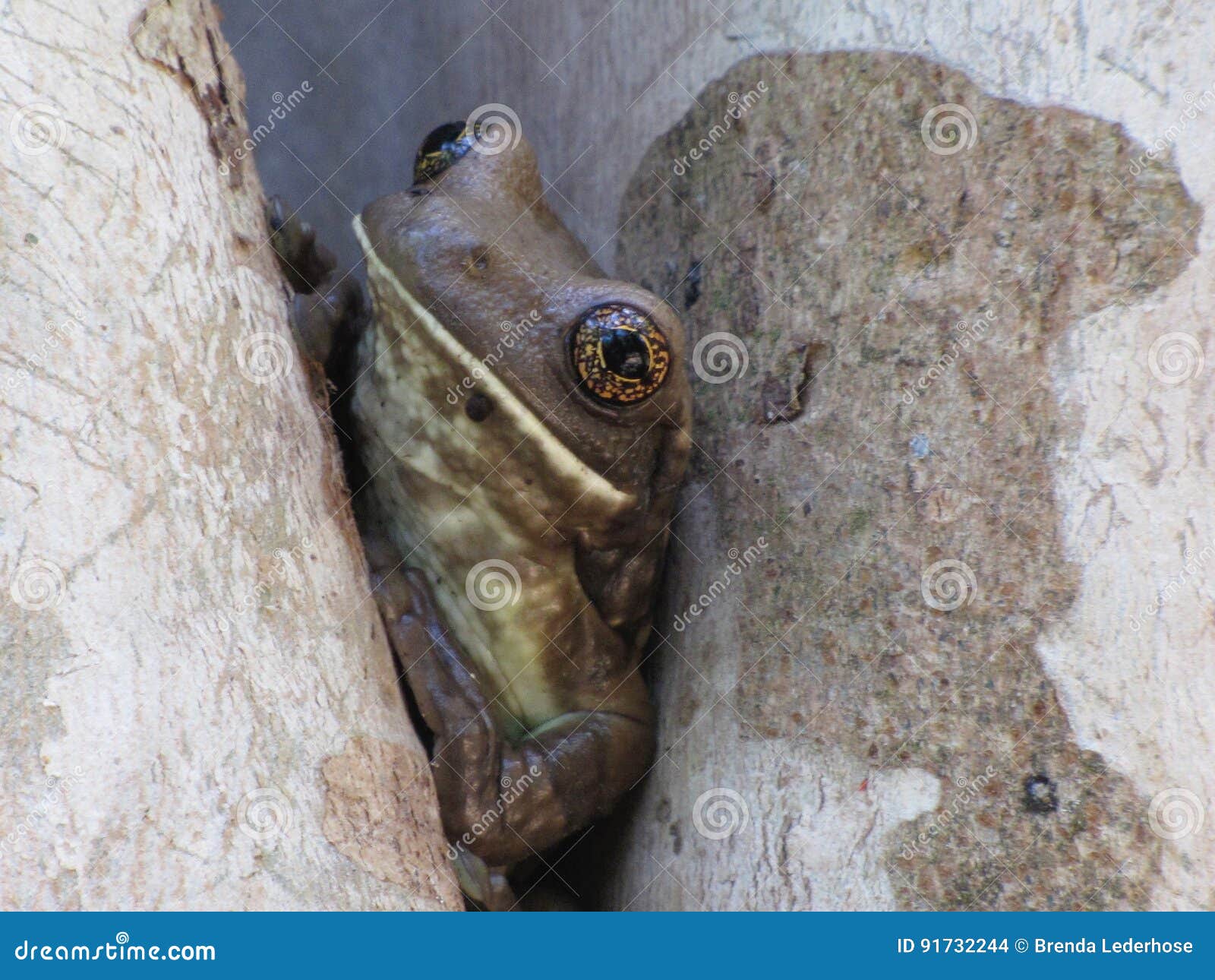 Frog hiding stock photo. Image of hiding, toad, water - 91732244