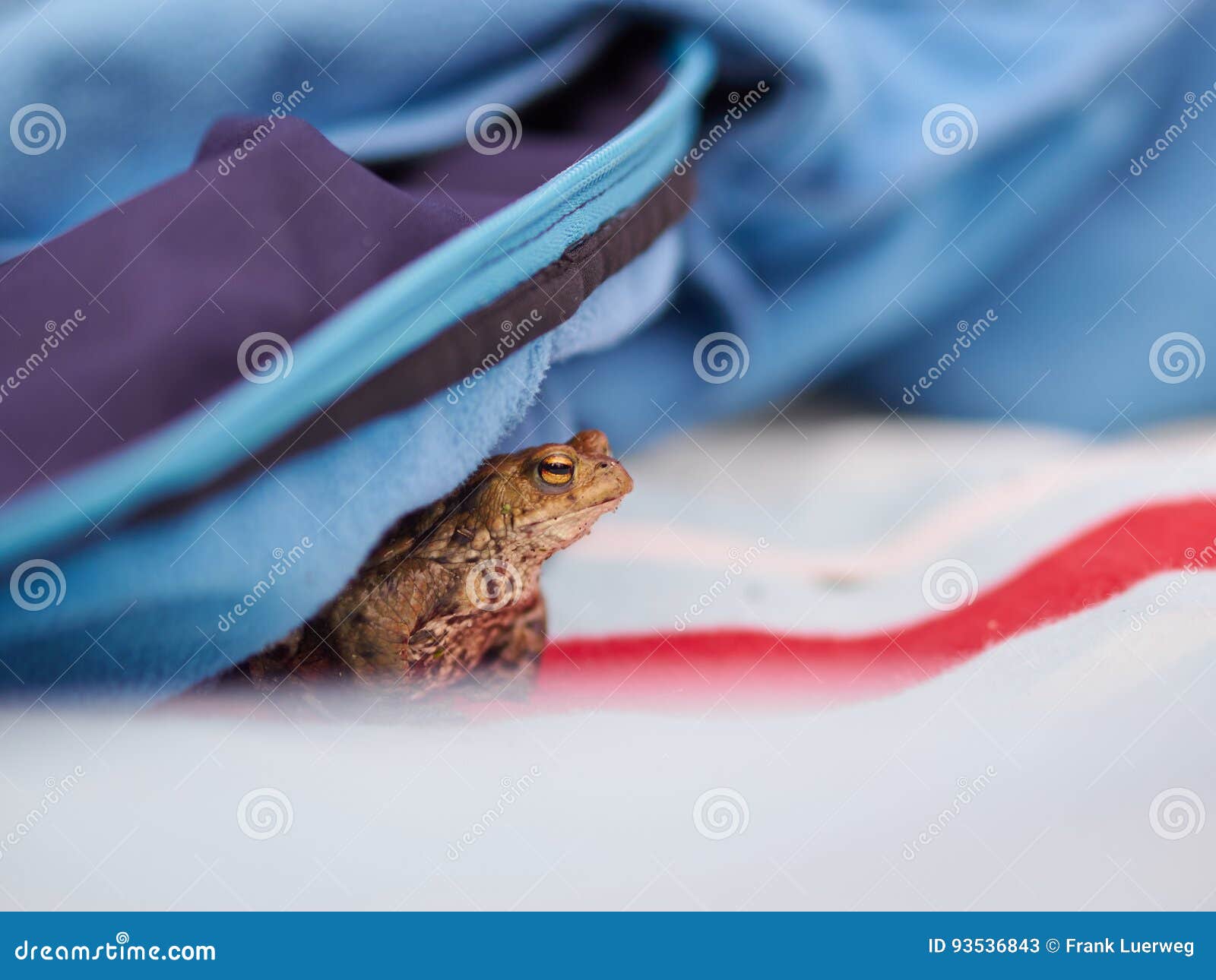 Frog hiding under a jacket stock image. Image of jacket - 93536843