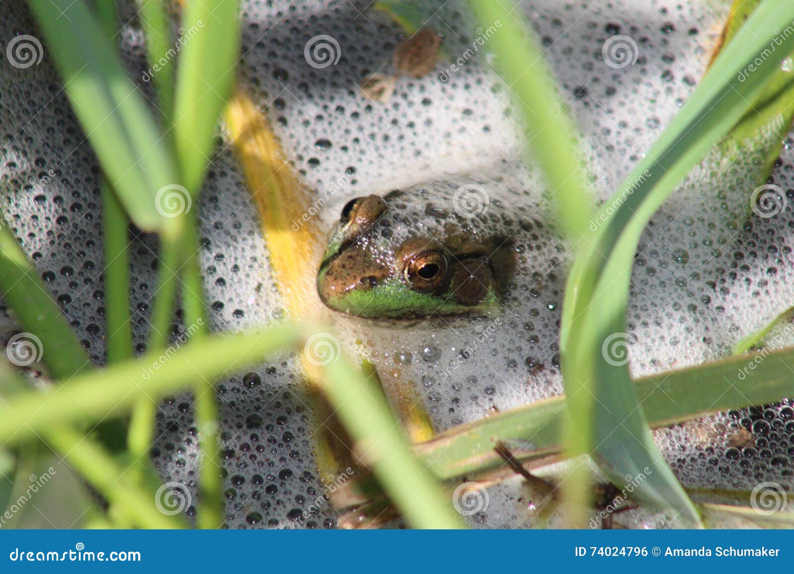 Frog stock photo. Image of water, bullfrog, bubbles, frog - 74024796
