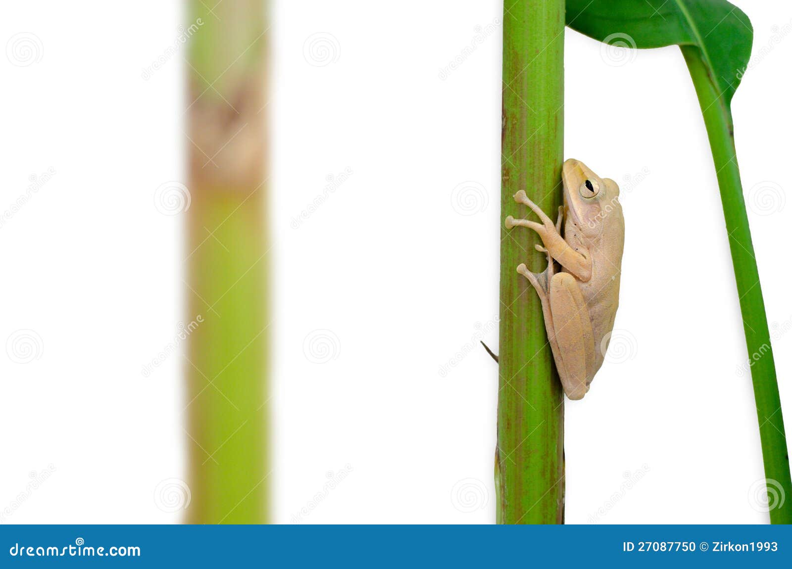 Frog holding plant stem stock photo. Image of closeup - 27087750