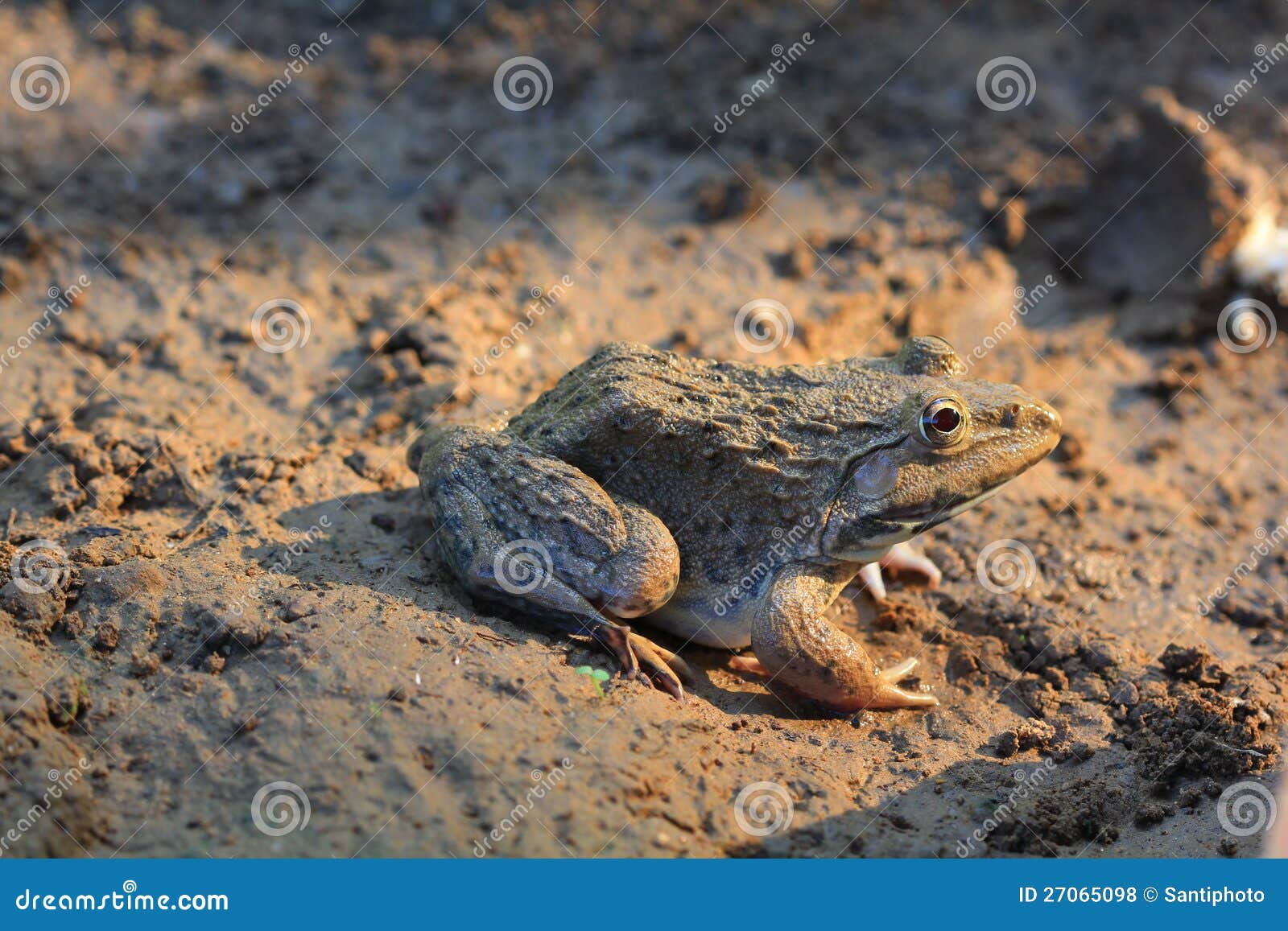 Frog(Hoplobatrachus Rugulosus) Stock Photo - Image of bronze, field ...