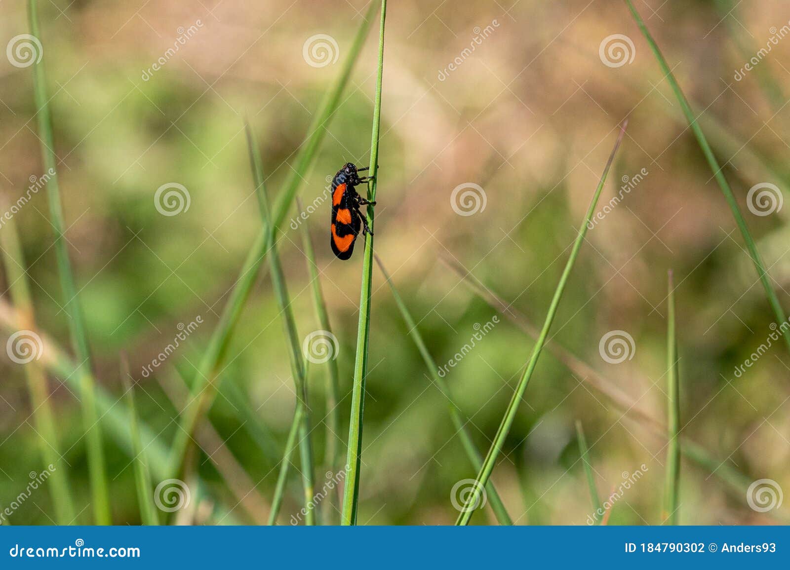 Frog Hopper Insect, Cercopoidea, on a Grass Leaf Stock Photo - Image of ...