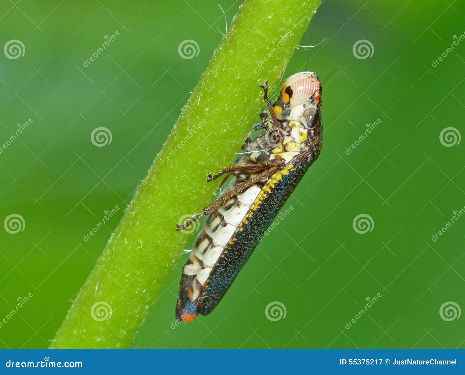 Frog Hopper on Plant Stem stock image. Image of stem - 55375217