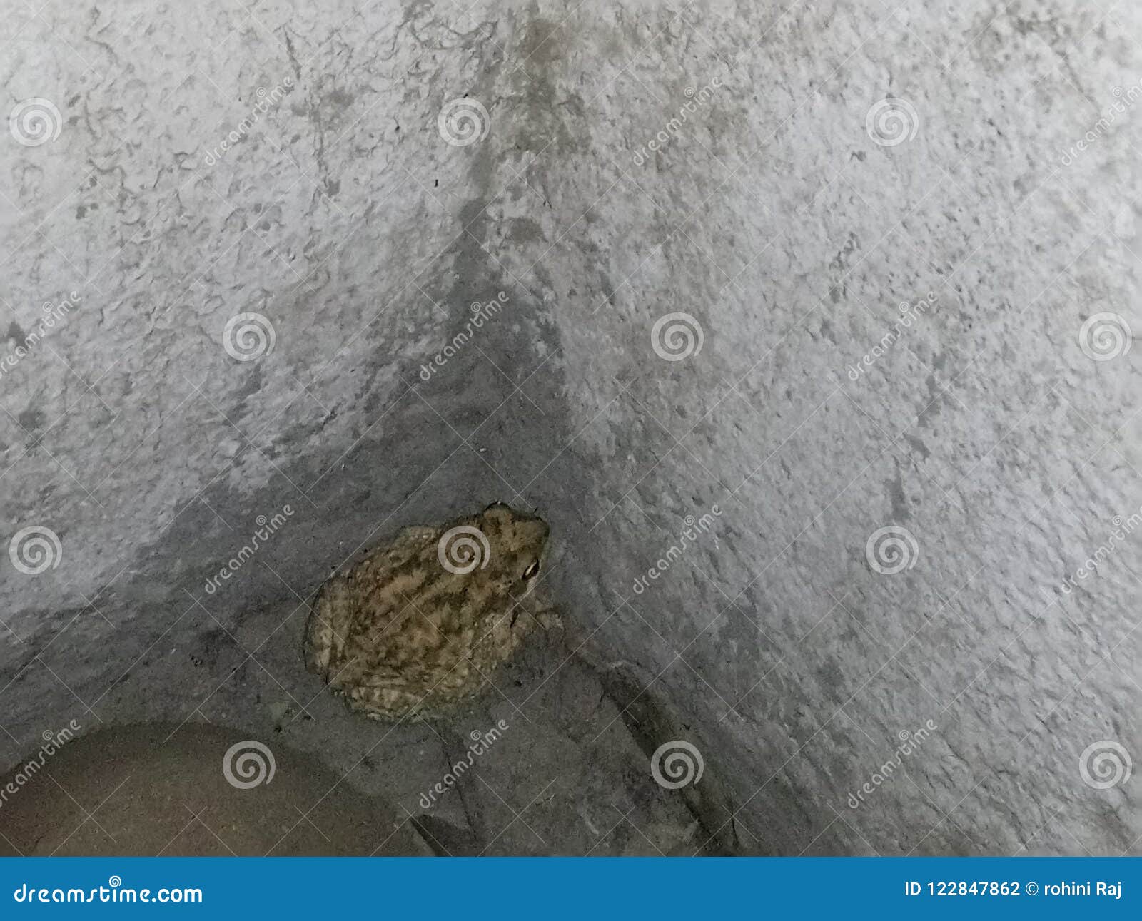 Frog in the house corner stock photo. Image of frog - 122847862