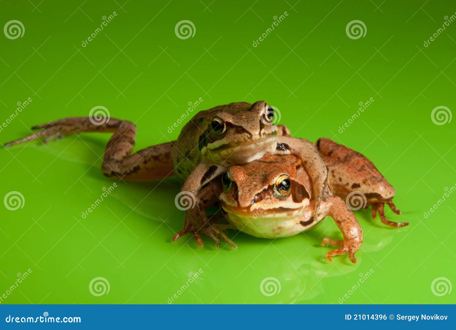 Frog hug stock photo. Image of sticky, happy, hugging - 21014396